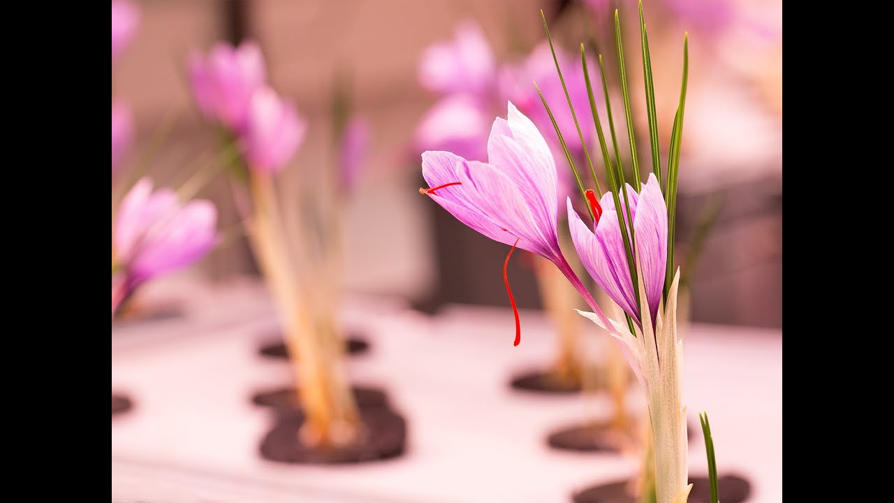 Vertical Saffron Farming - YouTube