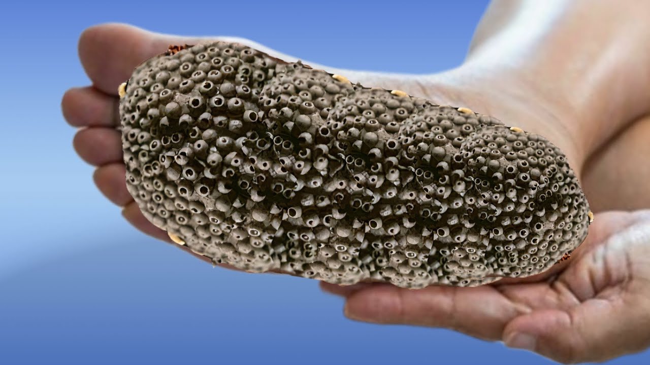 ASMR removal trypophobia maggot infected foot | ASMR 2d deep cleaning ...