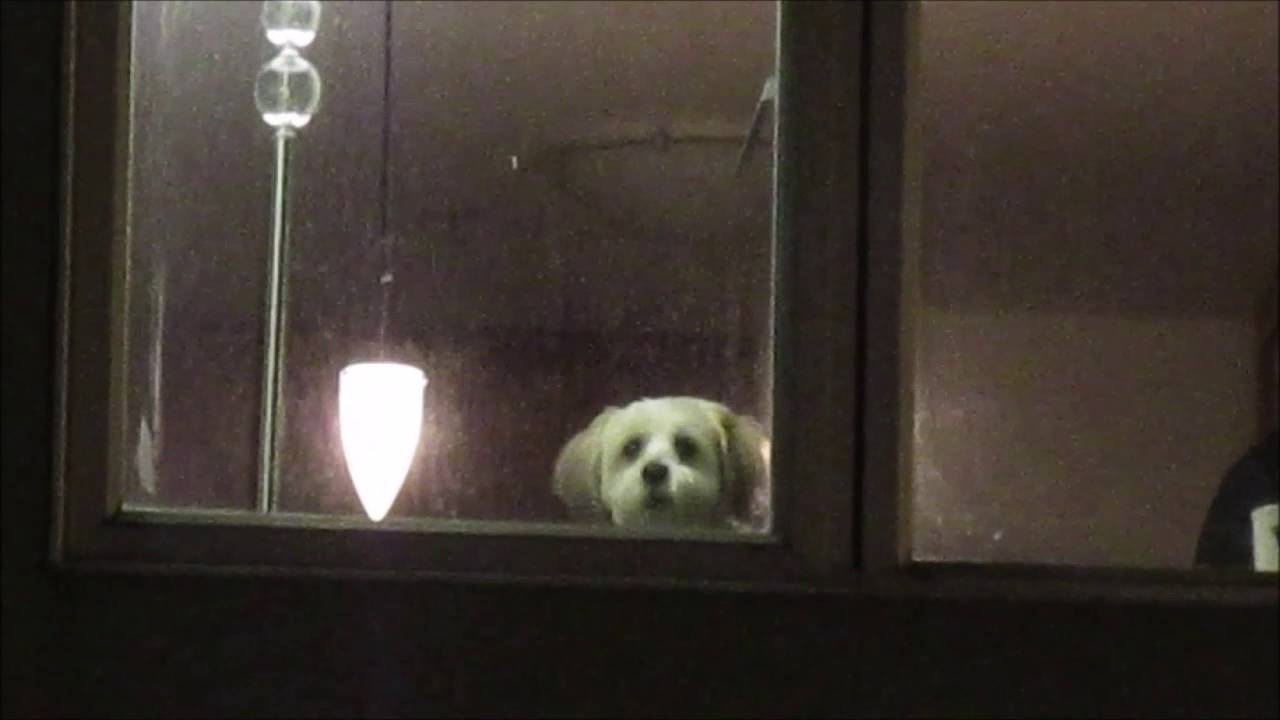Cute White Snoopy Dog in Window Barking - YouTube