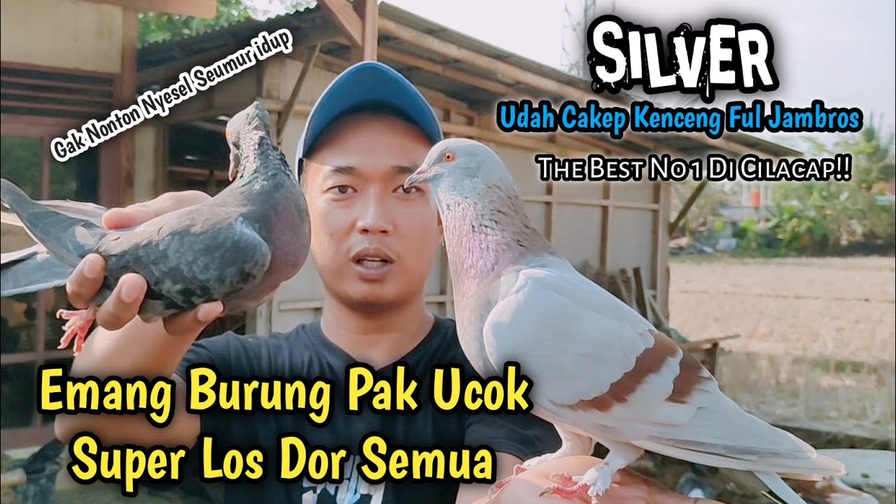 Rem Blong Merpati Pak UCOK Emang Ga Ada Yang Pelan‼️ - YouTube
