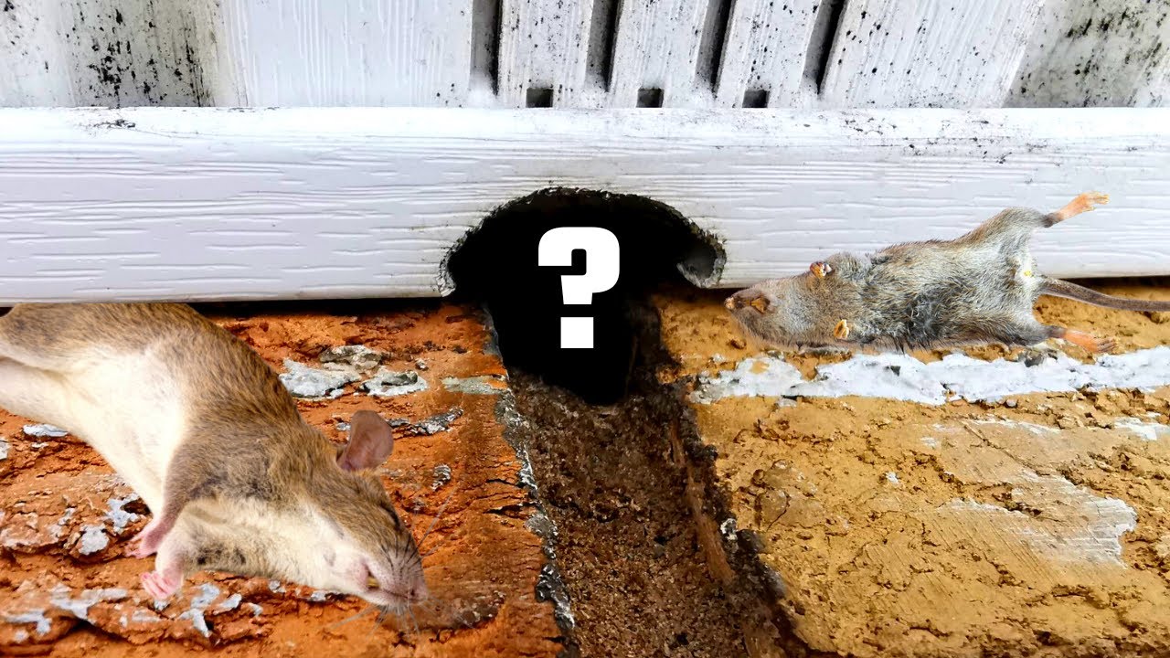 How To Get Rid Of Rats Fast - YouTube