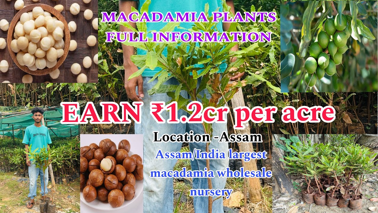 MACADAMIA NUTS FARMING ! 1.2CR INCOME PER ACRE ! 3500/- per kg !MOST ...