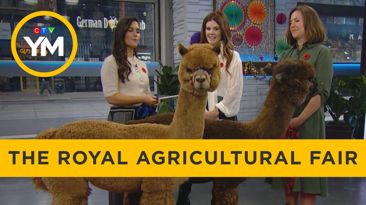 The Royal Alpacas Visit the YM Studio | Your Morning - YouTube