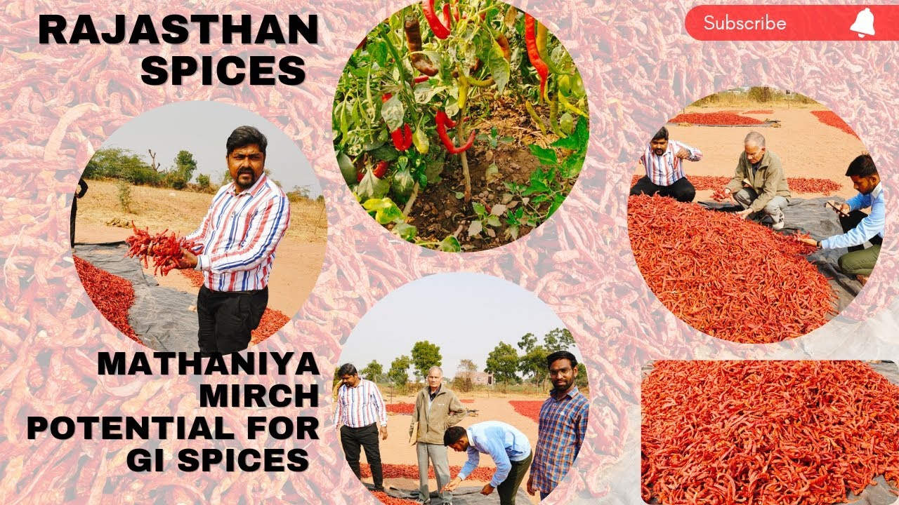Mathaniya mirch #chilli Potential for GI #geographicalindication # ...