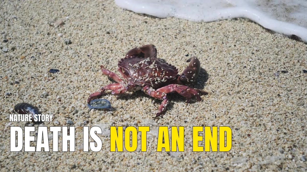 Death: Nature’s Ultimate Strategy - YouTube