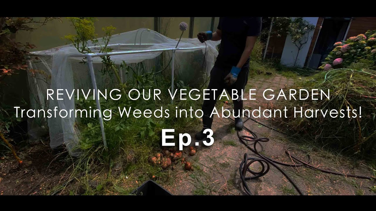 Reviving Our Vegetable Garden: Transforming Weeds into Abundant ...