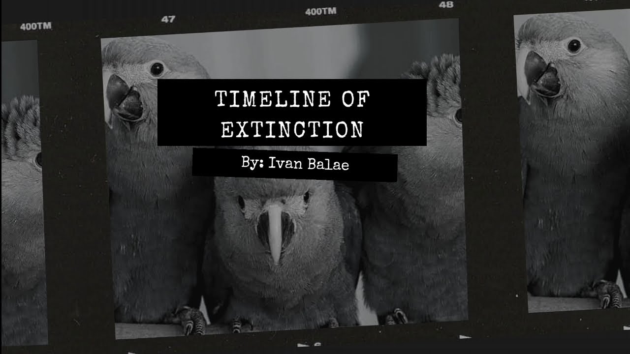 How did the birds from the Movie "Rio" became extinct!? | Spix's Macaw ...