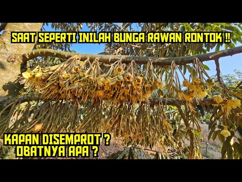 SAAT BUNGA HABIS PENYERBUKAN SANGAT RAWAN RONTOK ‼️ BEGINI RAWATNYA ...