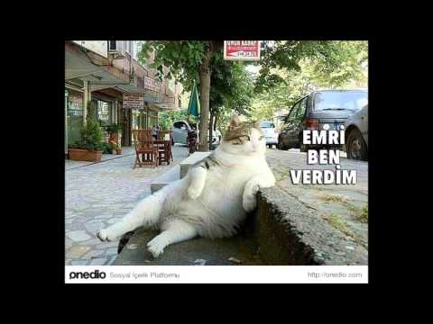 candan erçetin kedi söyledi