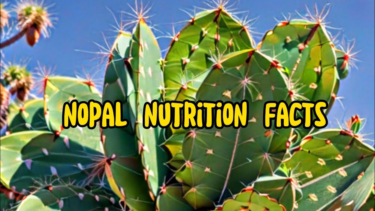 Nopal Nutrition Facts | Health Benefits of Prickly Pear Cactus - YouTube