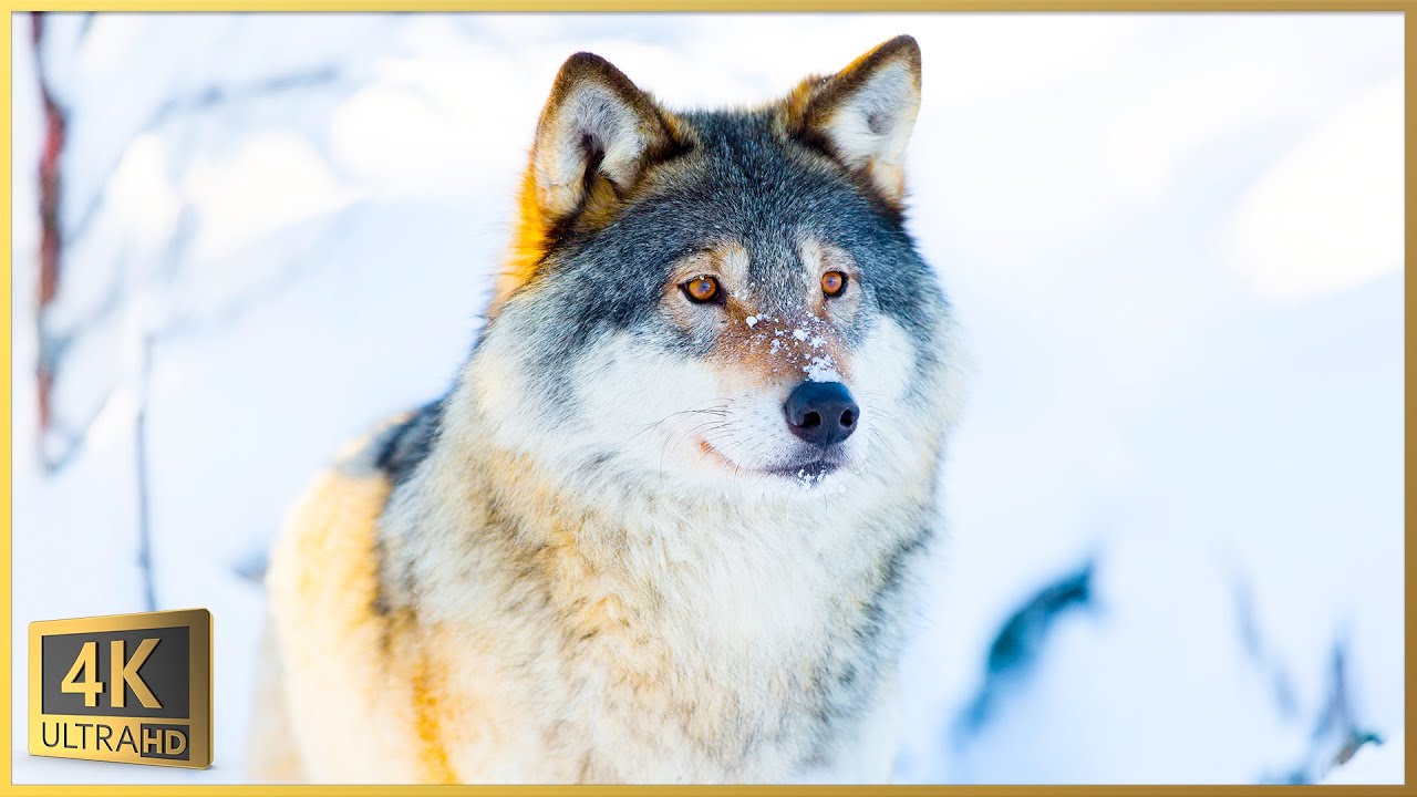 Amazing Arctic Wolves In 4K Ultra HD - Arctic Kingdom - Nature ...