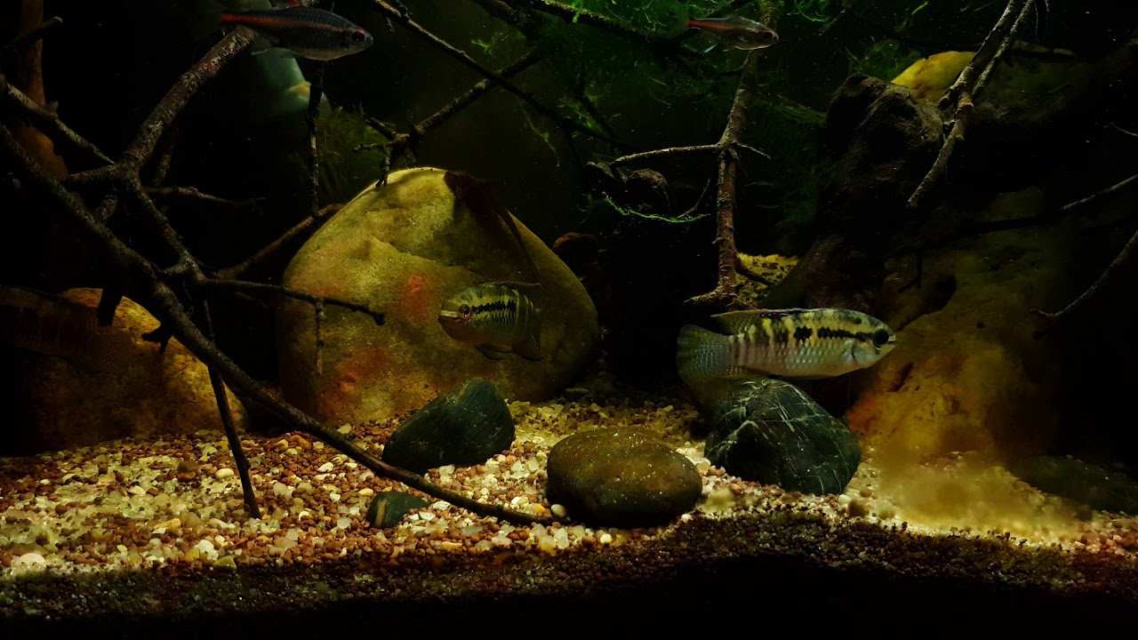 Acuario amazonico 65l - YouTube