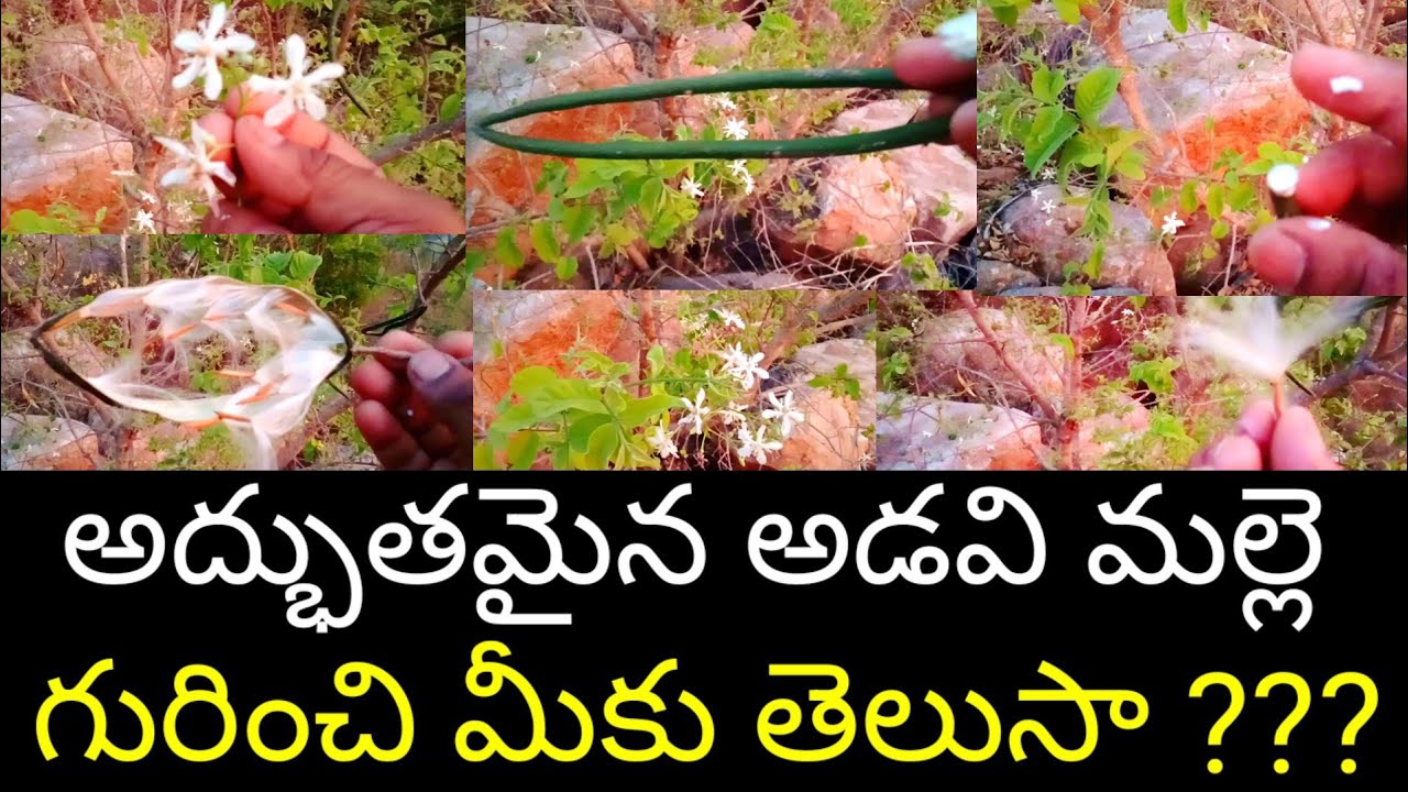 అడవి మల్లె రహస్యాలు // wild jasmine // Adavi malle // jasmine tree ...