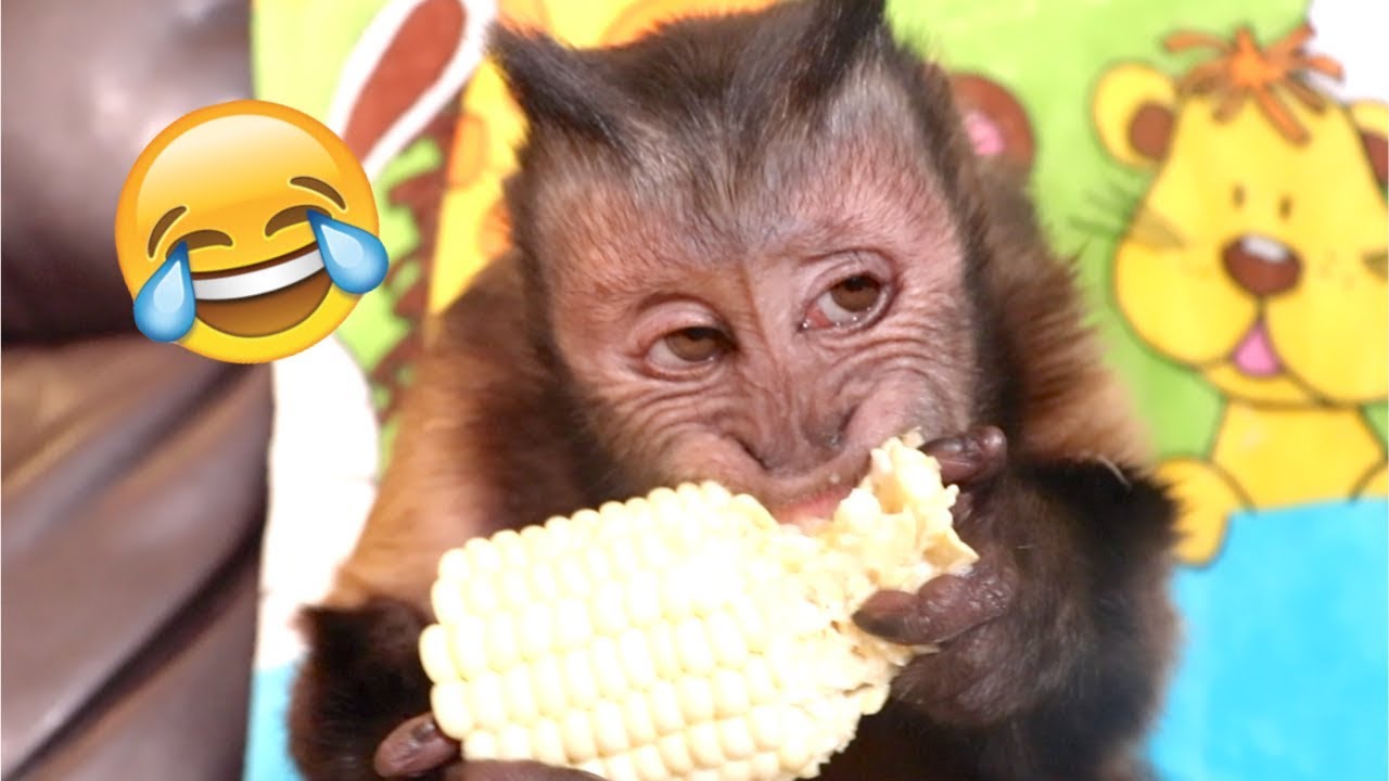Capuchin Monkey Corn on The Cob Challenge!! - YouTube