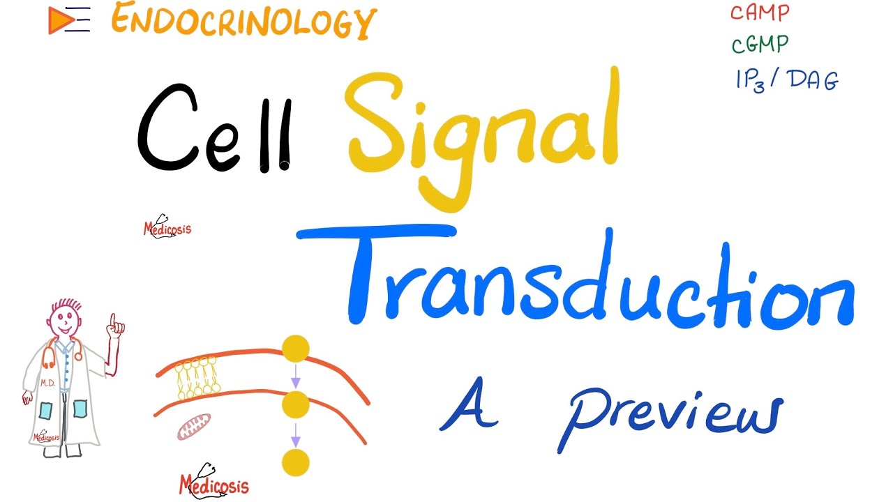 Cell Signal Transduction | A Preview | Endocrinology Series - YouTube