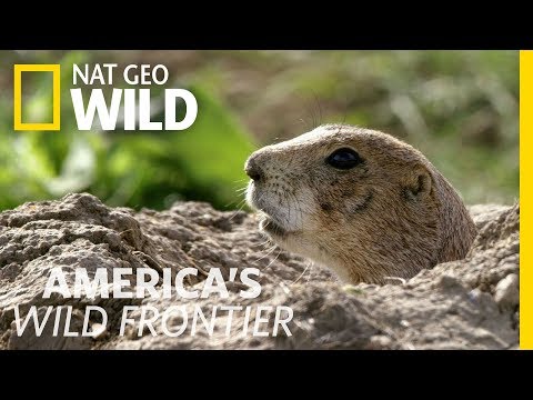 Sounding the Prairie Dog Alert System | America's Wild Frontier