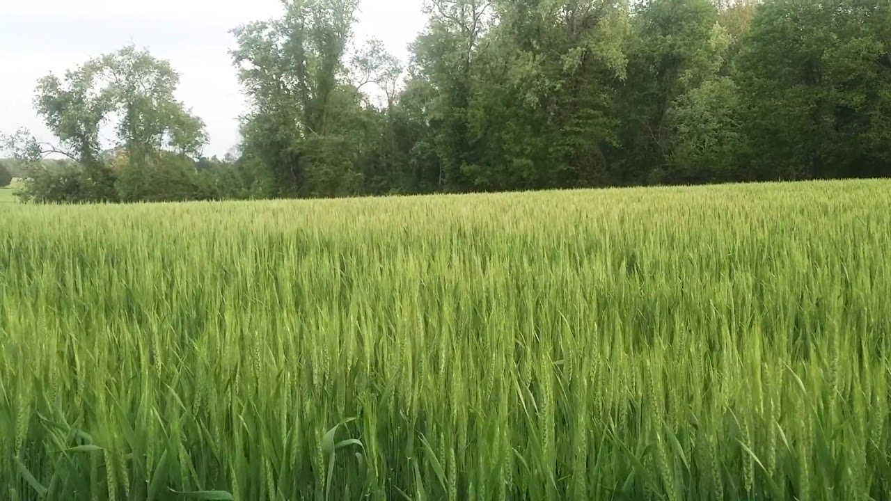Wind whistling through the Field - YouTube