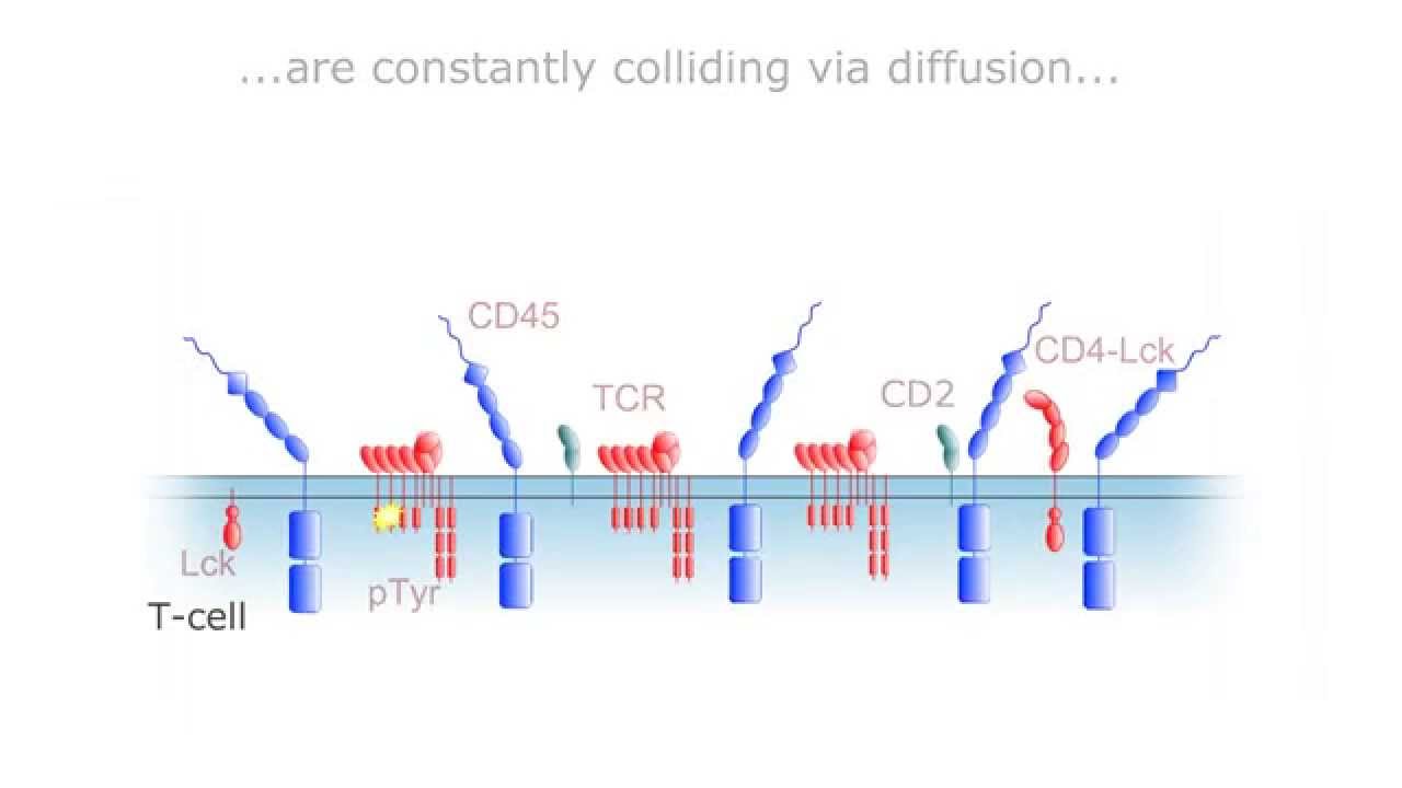 The kinetic-segregation model of T-cell receptor triggering - YouTube