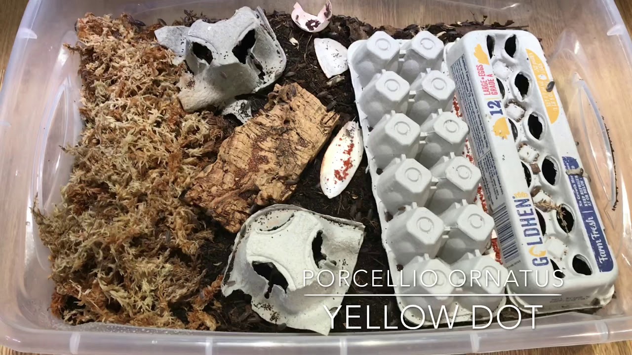 Moving our LARGEST Isopod Cultures to BIG new enclosures PLUS 24 hour ...