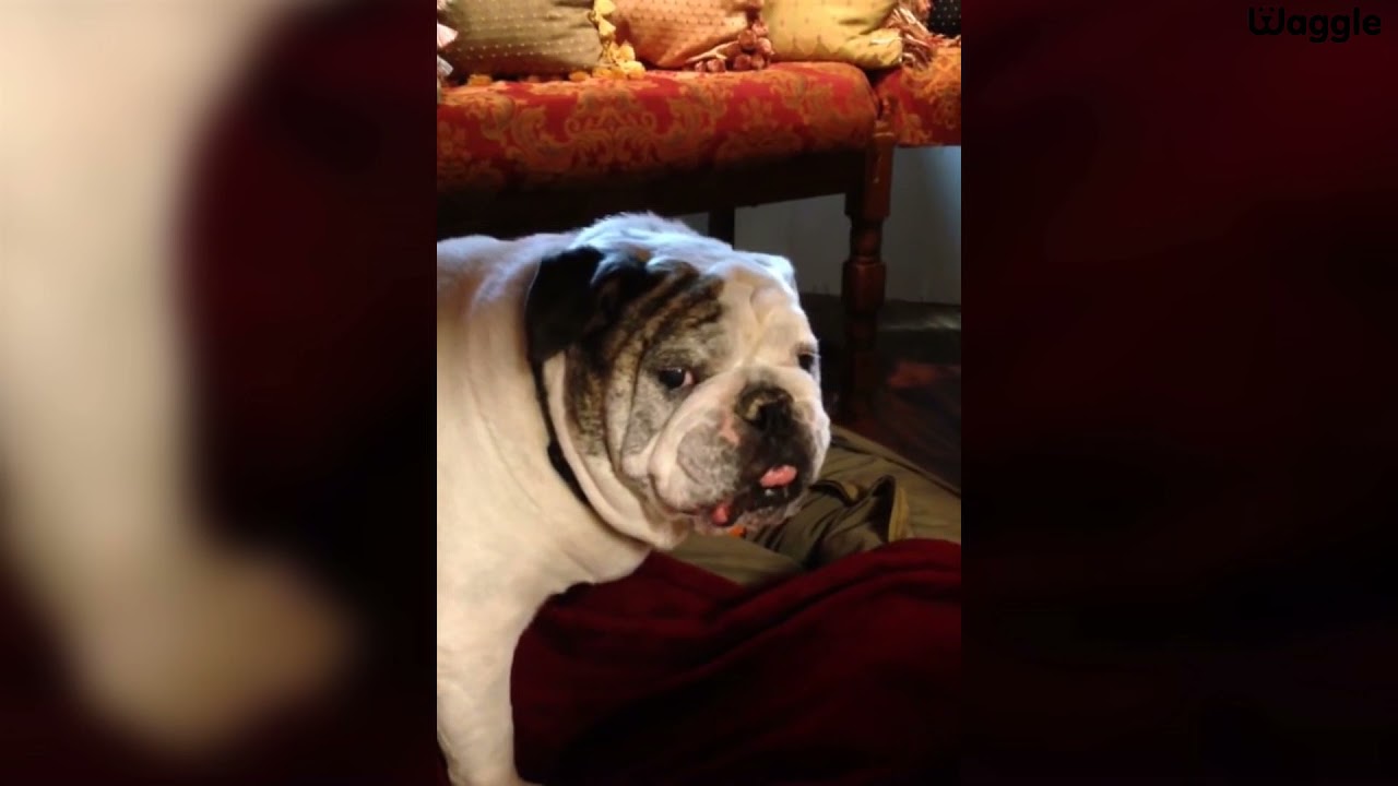 Growling Bull dog - YouTube