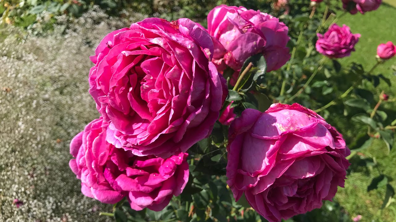 Английская роза Отелло! Хвалю ее много раз, цветёт уже месяц! Othello ...