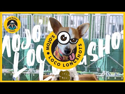 Mojo's Loco Longshots, Sunday, February 12, 2023 - YouTube