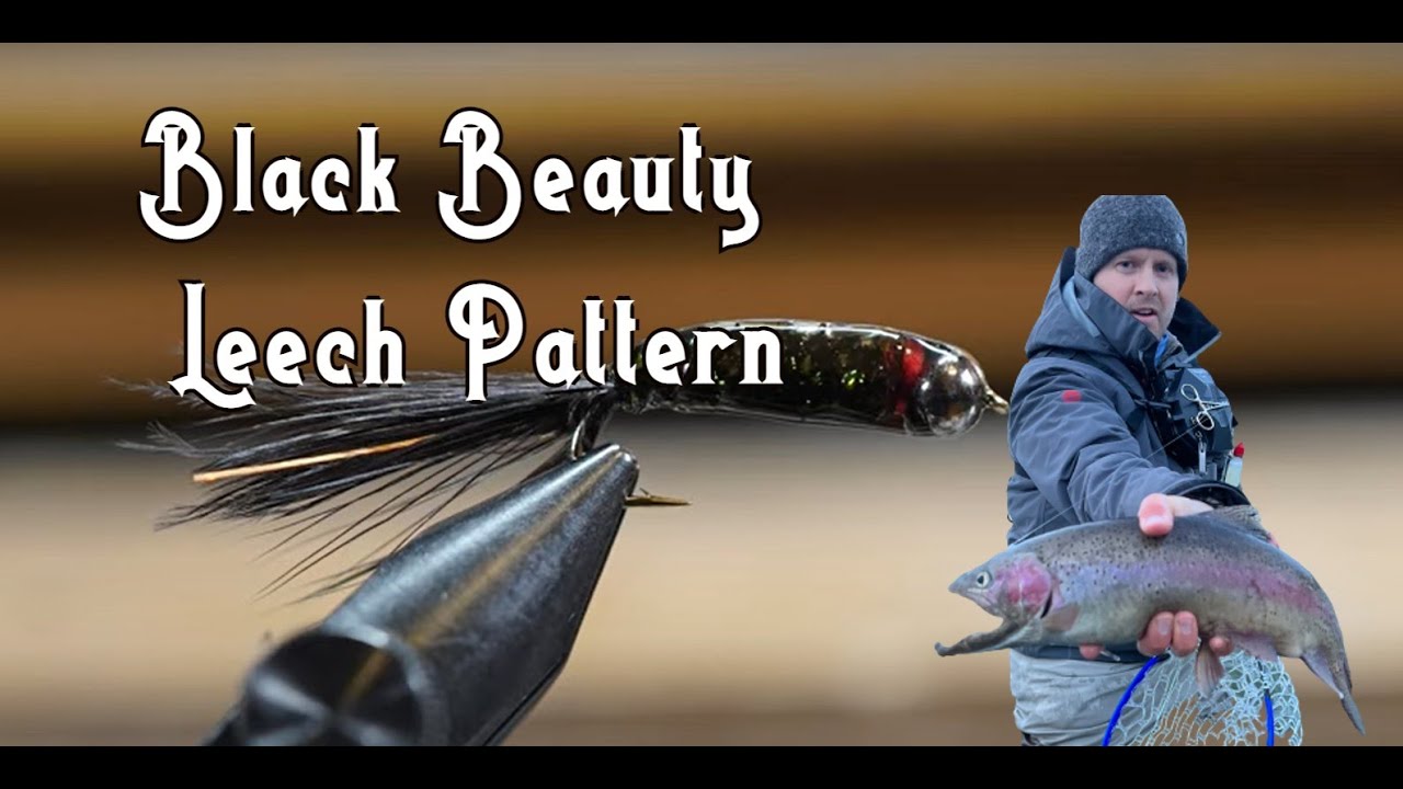 Check out this Amazing Leech fly! - YouTube