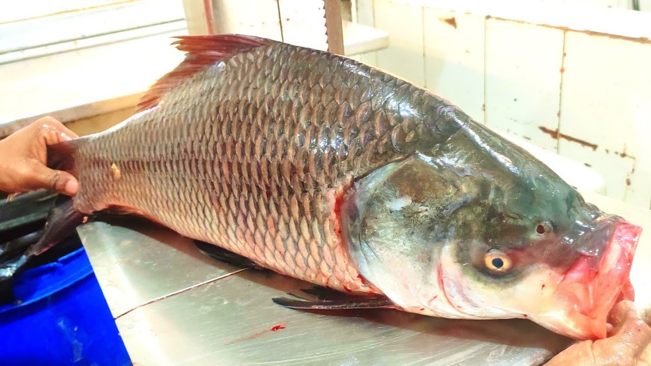 Wow Great cutting || Fresh Quality Katol fish Cutting skill || Live ...
