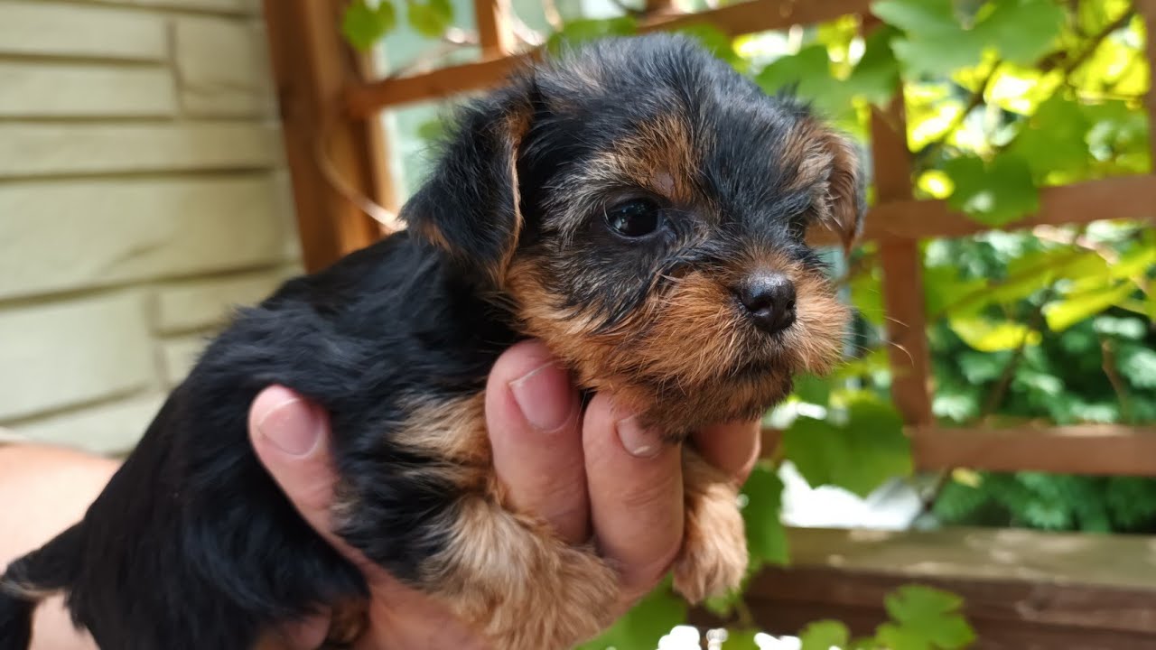 Teacup X Blonde Silver YORKIES!!! GIRL Puppies!! 6 Weeks Old! August 29 ...