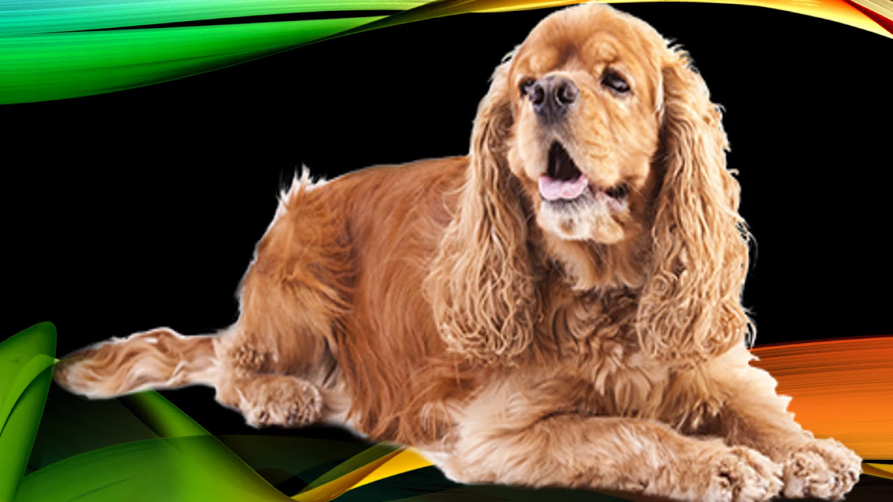 El Hermoso Cocker Americano - YouTube