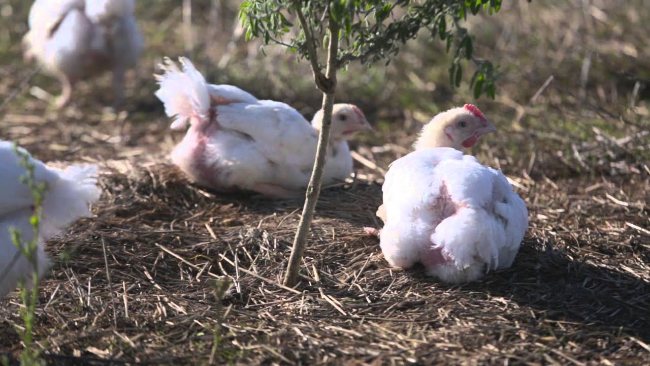 Bostock's Organic Free Range Chicken - YouTube