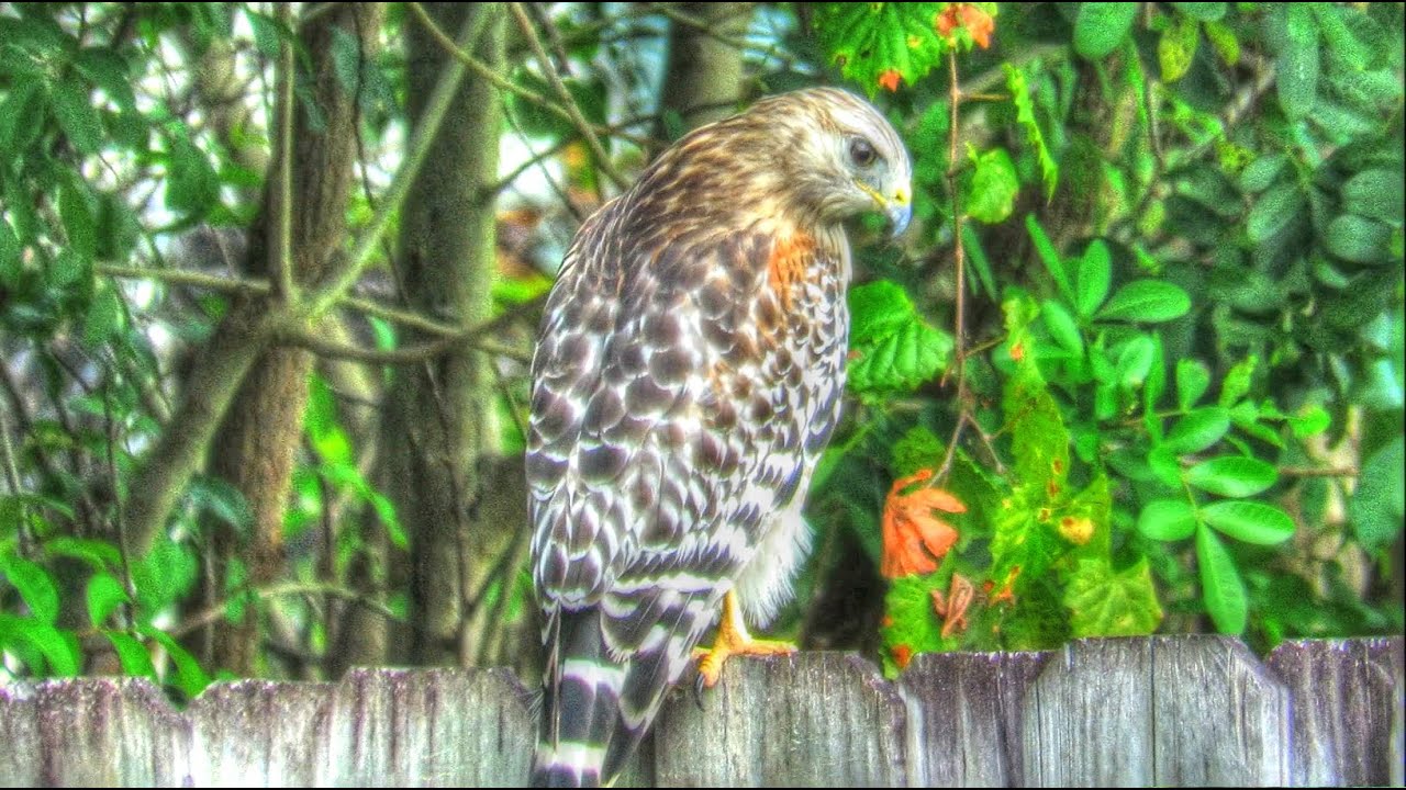 Blue Jay Imitating Red Shouldered Hawk Call - Fail! - YouTube