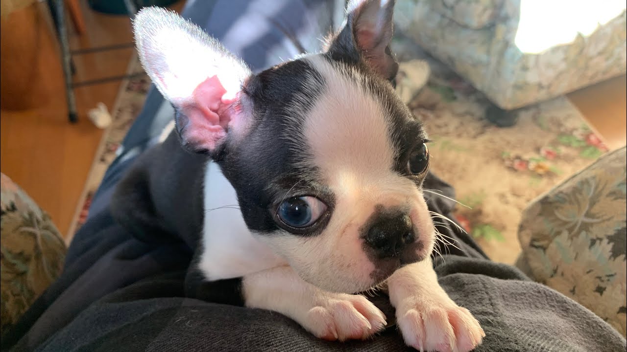 Haru’s Outdoor Adventure 🐶 - YouTube