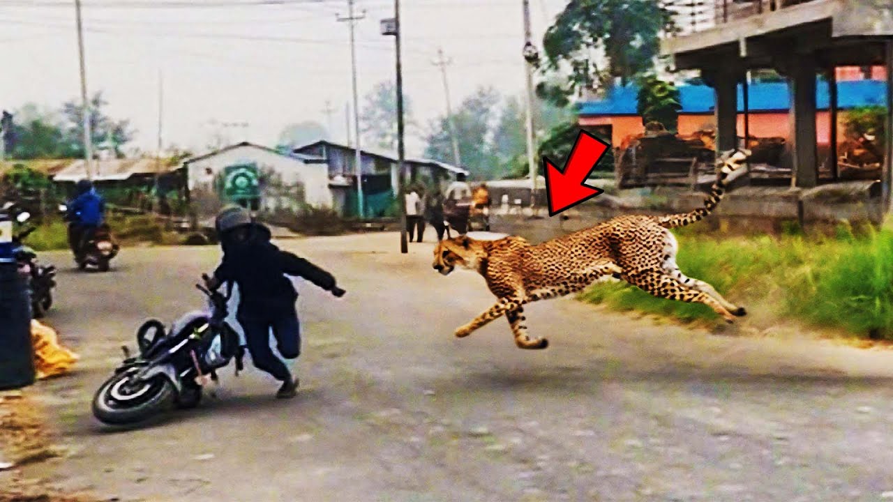 Wild Animals Invading Cities Caught On Camera! - YouTube