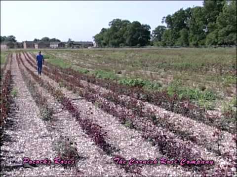 Pococks Roses - YouTube