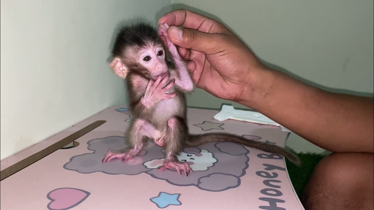 SMALL BABY MONKEY LILLY IS TRYING TO RUN AND IT'S CUTE - YouTube