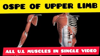 OSPE OF UPPER LIMB | ALL MUSCLES OF UPPER LIMB IN SINGL... | Doovi