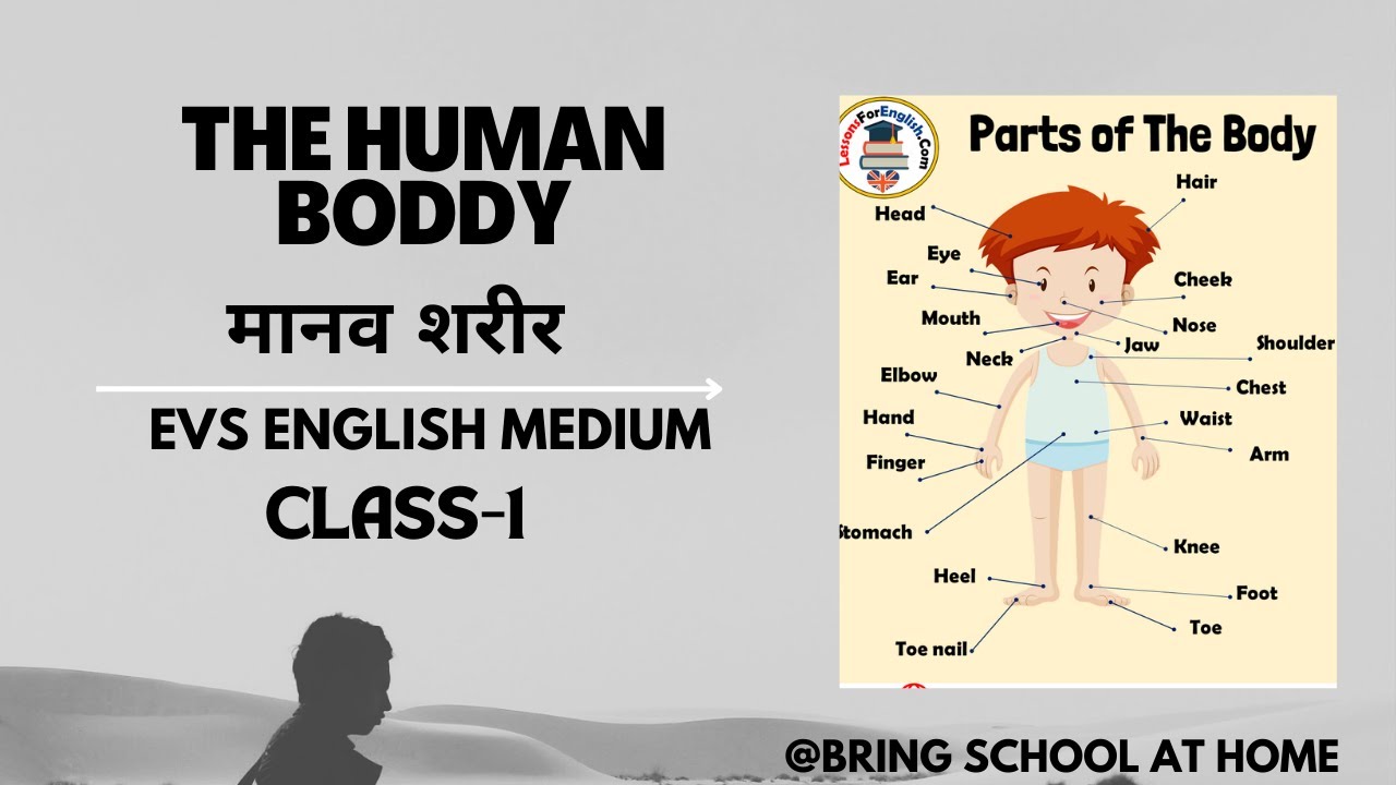 The human body class 1 EVS English medium - YouTube