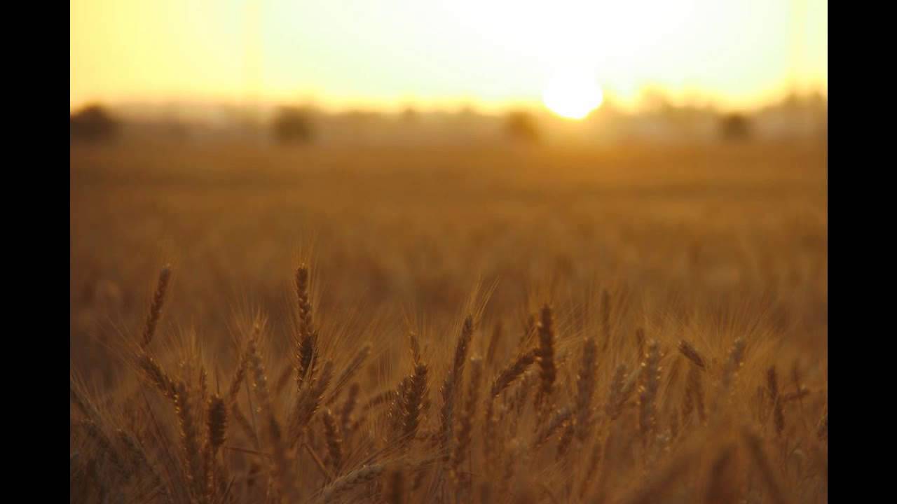 Amber dawn-- a poem by Chase Lewis - YouTube