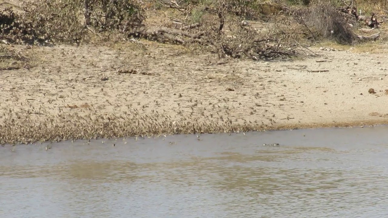 Crocodile attempts to catch quelea birds Kruger National Park ...