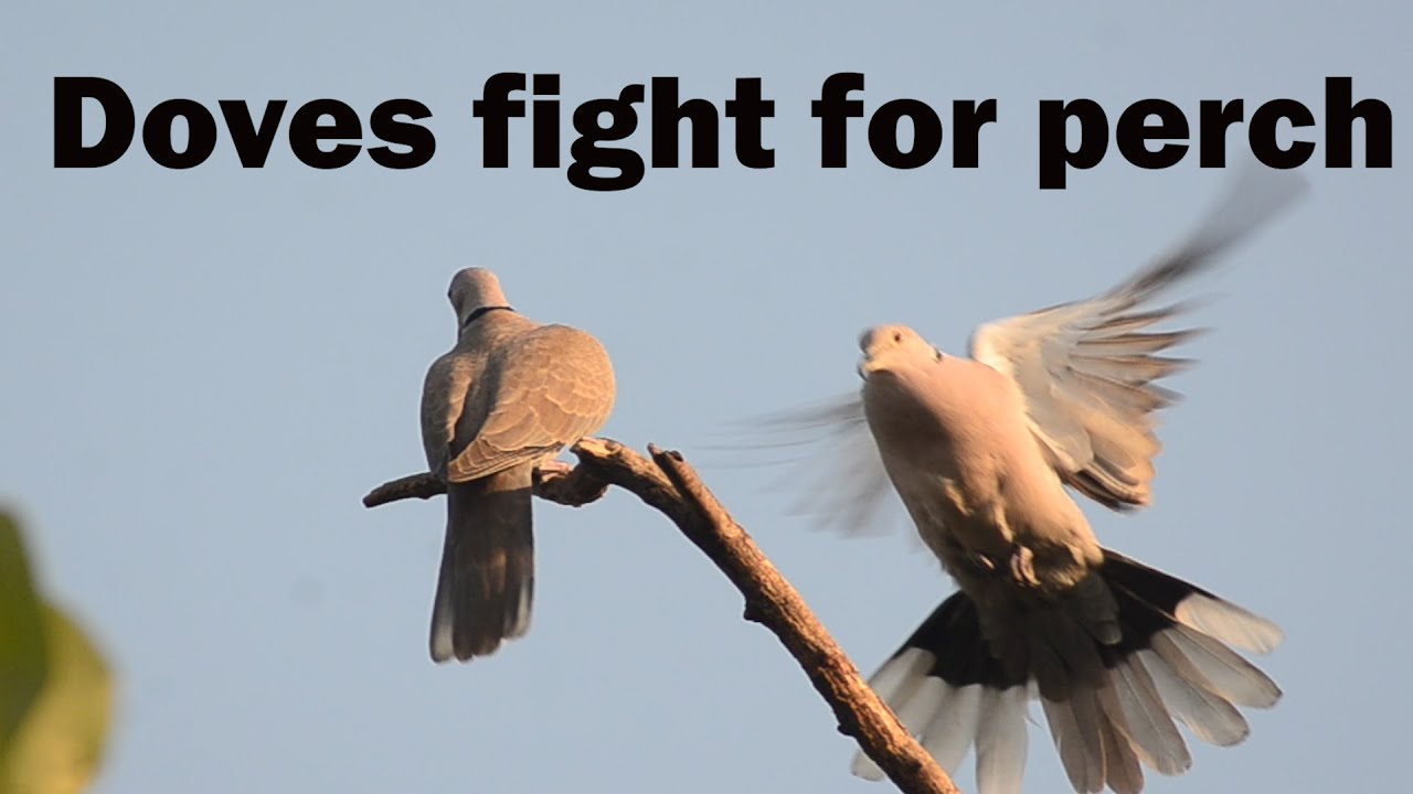 Eurasian collared doves fight for perch. - YouTube