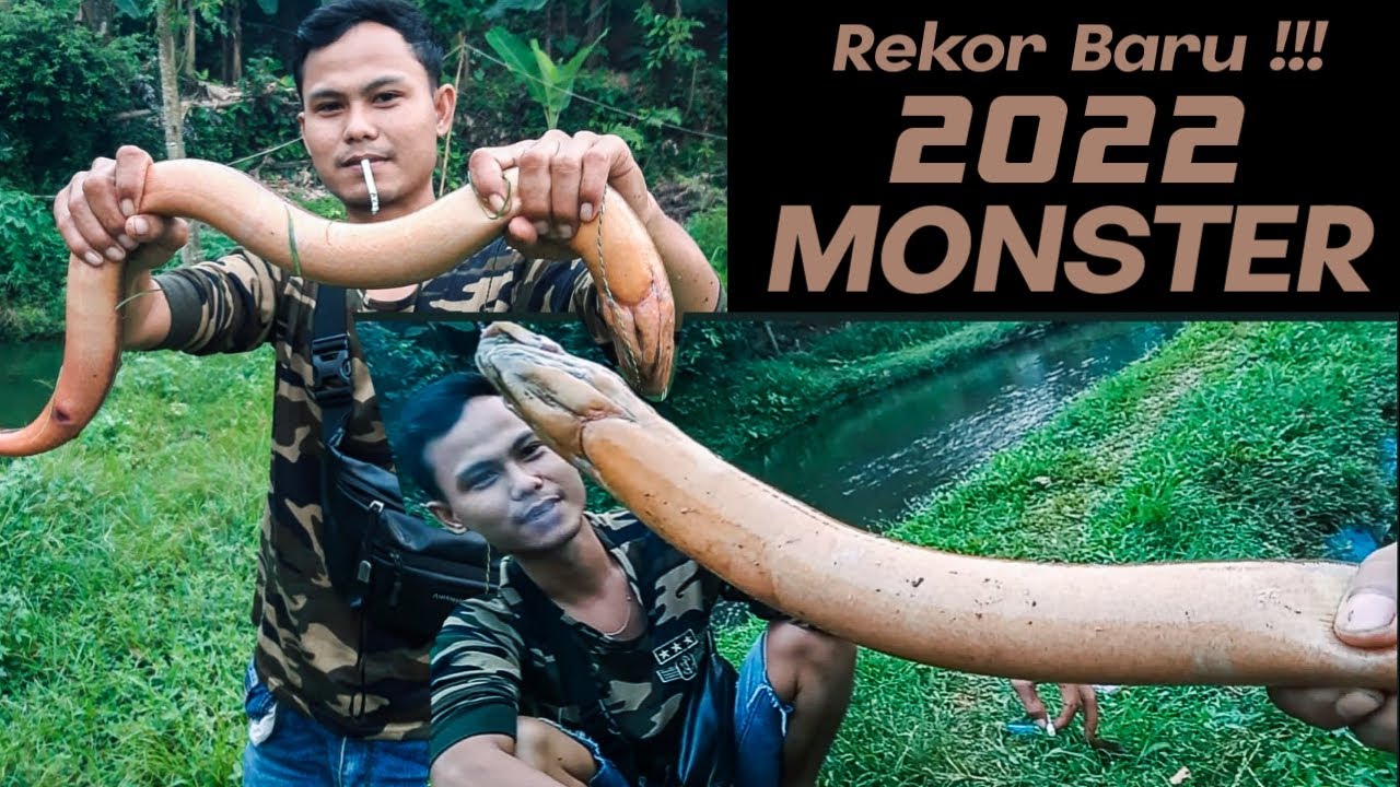 REKOR BARU!!! Ini yang di sebut Belut monster terbesar di dunia?! ASLI ...