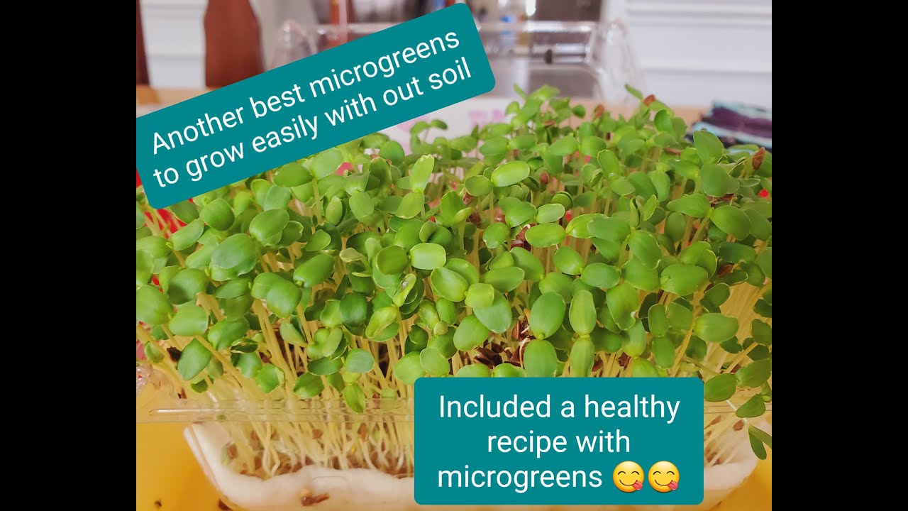 How to grow Flax seeds Microgreens on paper towel || Flaxseeds ...