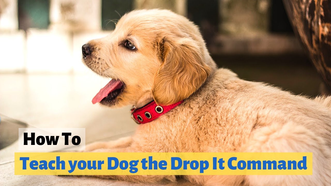 How to Teach your Dog the Drop It Command - YouTube