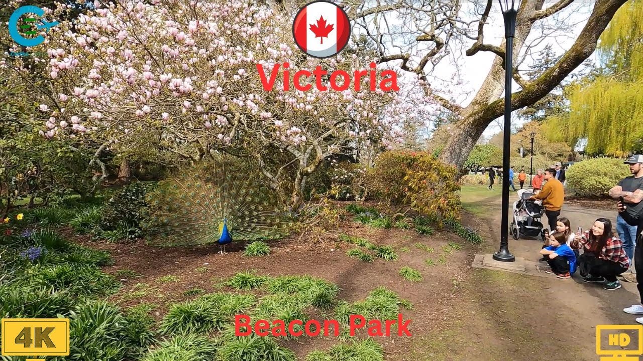 Beacon Park Walking Tour in Victoria 4K | Virtual Tour Beacon Park ...