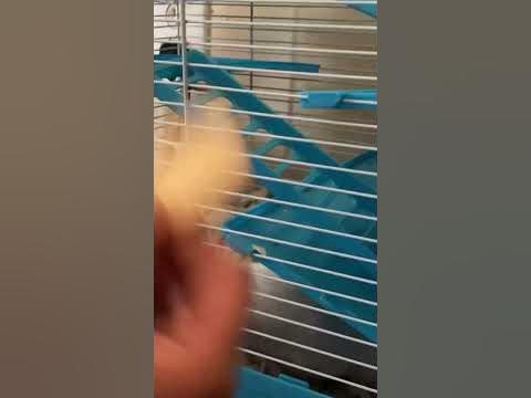 Gimi want a cracker rat addition - YouTube
