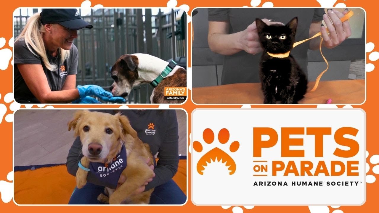 Pets on Parade | Jan 8, 2025 | Adoptable pets from the Arizona Humane ...