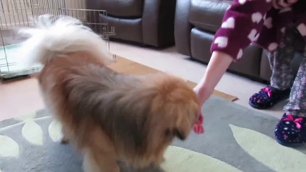 Finlay & Cooper Tibetan Spaniels open their presents - YouTube