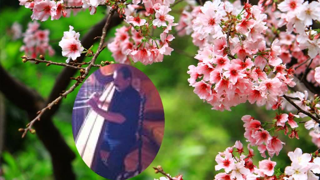 Cireșul înflorit - YouTube