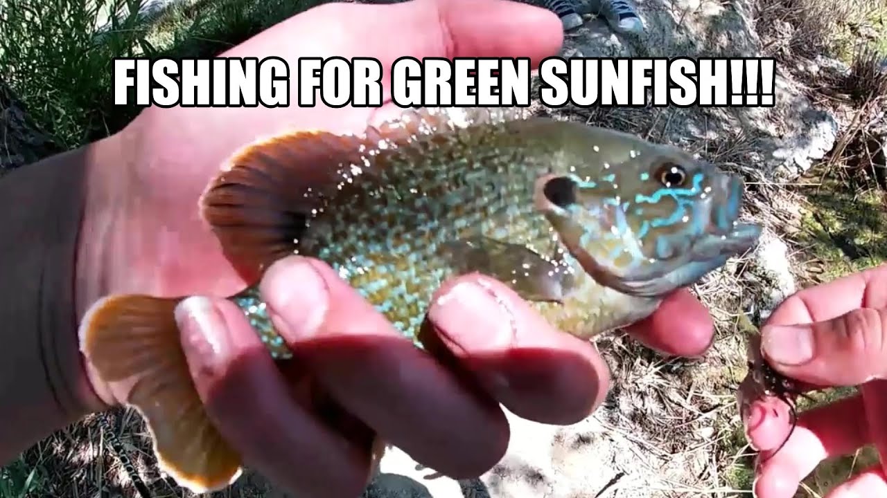 Bountiful Pond 6/23/20 Fishing for Green Sunfish! - YouTube